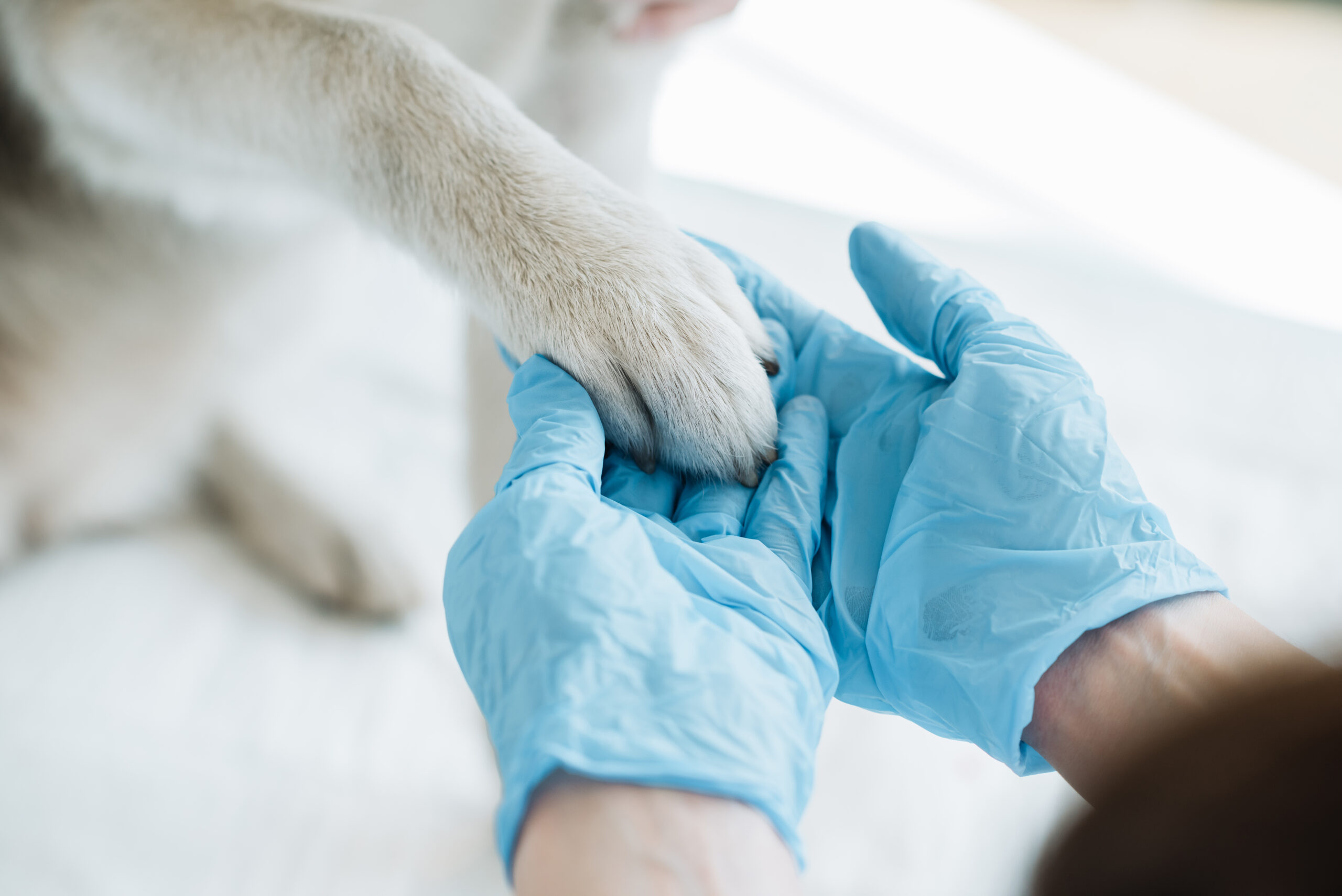 Veterinary Legal Services - Burns White